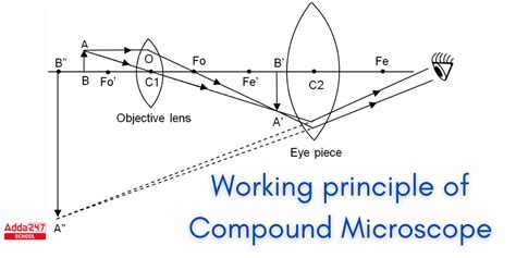 Compound Microscope Diagram Parts And Functions