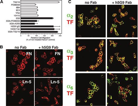 Regulation Of 31 Dependent Migration By TF A Migration Of HaCaT