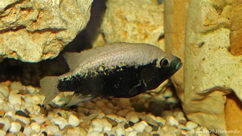 Herichthys Bartoni Les Aquapages De Gabriel