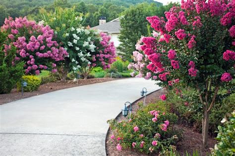 Our Top 5 Flowering Trees For Houston Brian Gardens Landscape Irrigation Inc