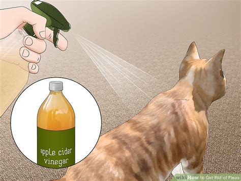 Ways To Get Rid Of Fleas WikiHow