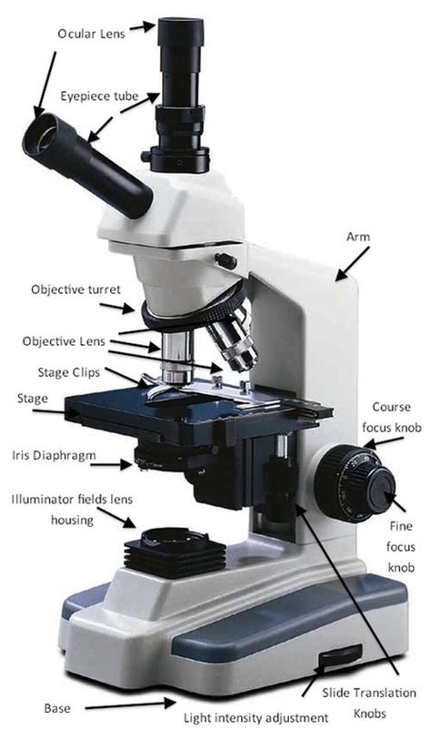Parts Of A Microscope Haleymullmicroscopy