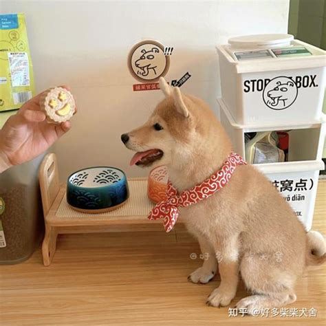 柴犬科普 柴犬几个月尴尬期尴尬期该如何喂养 知乎