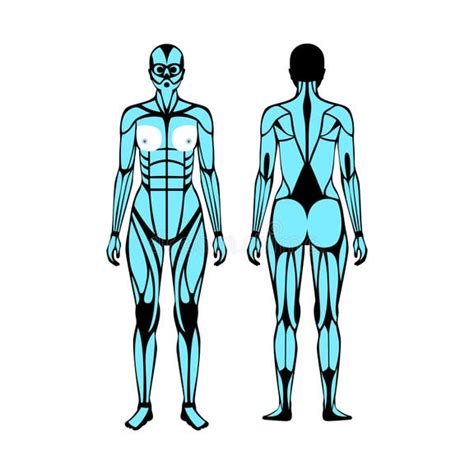 Structure Female Abs Anatomy Stock Illustrations 132 Structure Female Abs Anatomy Stock