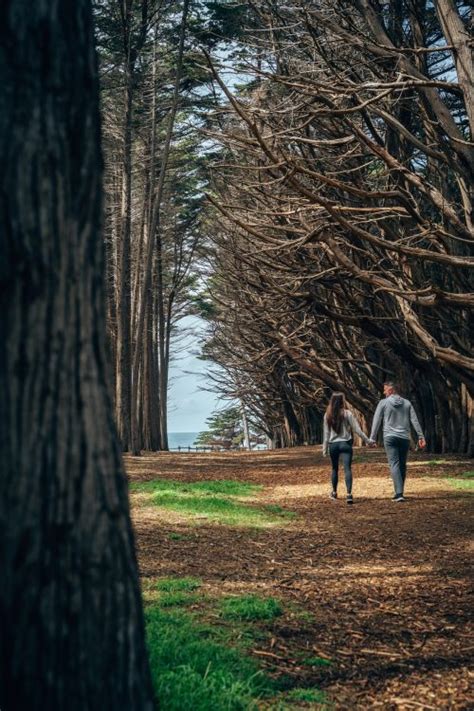 TREE TUNNELS YOU CAN WALK OR DRIVE THROUGH IN CALIFORNIA Smilkos Lens