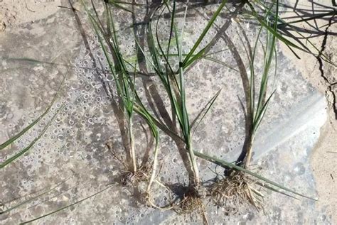 三棱草图片功效作用 除草剂 水稻 第8页 大山谷图库