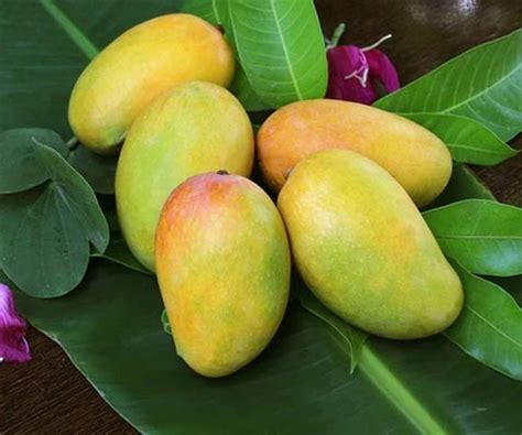 Exploring The Top 21 Mango Varieties That Make India The Ultimate Mango