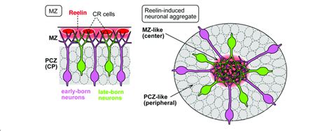 Ectopic Expression Of Reelin Causes Neuronal Aggregation In Vivo In Download Scientific
