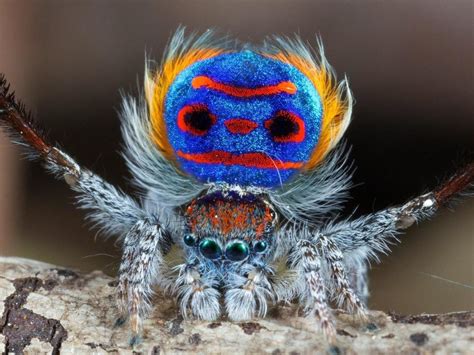 The Smallest Spider In The World