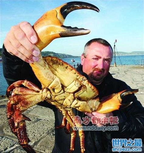 世界上最大活螃蟹图片第11页大山谷图库