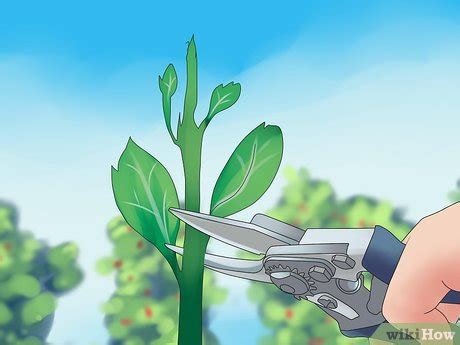 How To Prune Raspberries With Pictures WikiHow