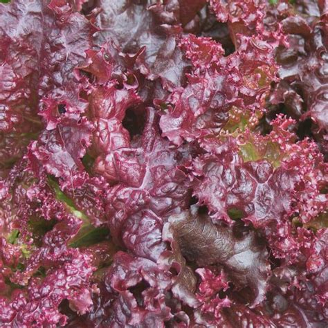 50 Red Apache Lettuce Seeds Welldales