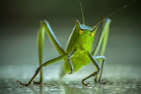 [100 ] Katydid Wallpapers