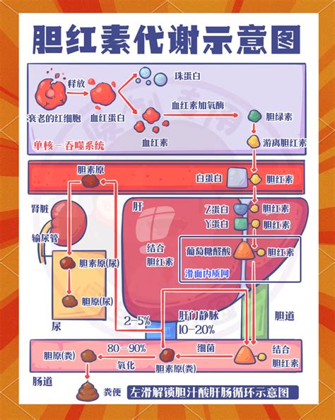 胆红素和胆汁酸代谢手绘图详解