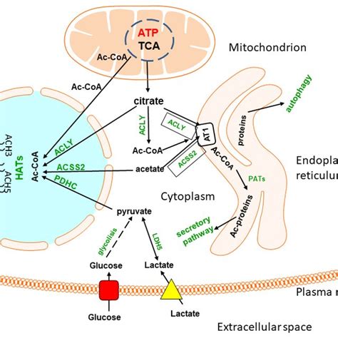 Acetyl Coa Metabolism In Endoplasmic Reticulum And Nucleus Acetyl Coa