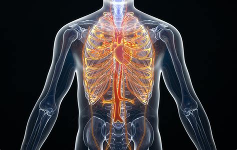 인간의 심혈관 배경 사진 및 창의적인 일러스트 무료 다운로드 Lovepik