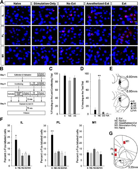 Fos Expression In The Mpfc After Extinction A Photomicrographs Of