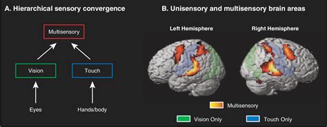 Figure 1 From Multisensory Processing In Sensory Specific Cortical Areas Semantic Scholar
