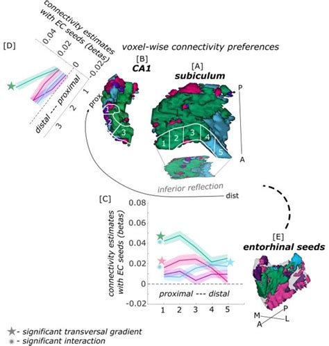 Figures And Data In Transversal Functional Connectivity And Scene