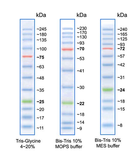 Western Blot Ladder Protein Ladder Menszap