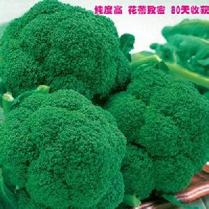 西兰花种子青花椰菜芽苗大面积种植春季日本进口一代耐寒优秀 虎窝淘