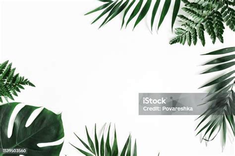여름 구성 열 대 야자수 흰색 바탕에 나뭇잎 여름 개념입니다 플랫 레이 평면도 복사 공간 잎에 대한 스톡 사진 및 기타 이미지