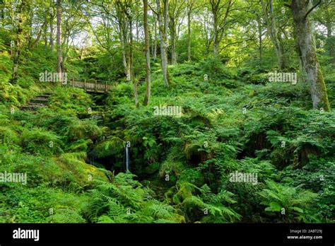 Hebers Ghyll Scenic Green Woodland In Steep Rocky Ravine Stream