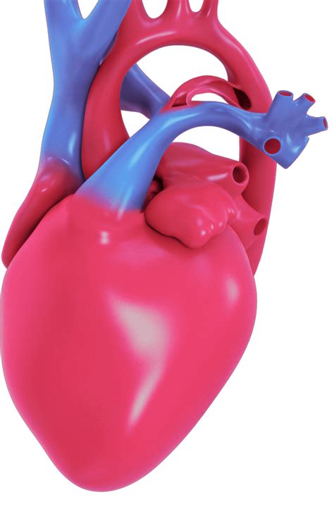 Patent Ductus Arteriosus Symptoms And Causes