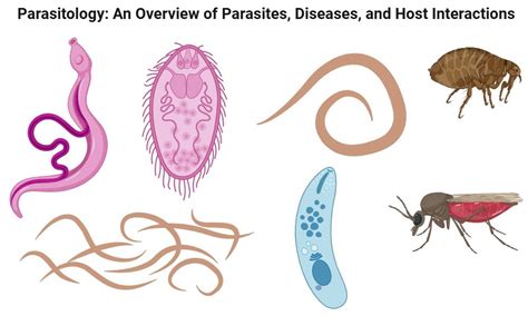 Parasitology An Overview Of Parasites Diseases And Host Interactions