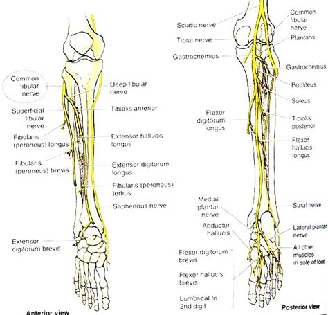 Proximal Tib Fib Dislocation Knee And Sports Orthobullets Proximal Tib Fib Dislocation Knee And Sports Orthobullets