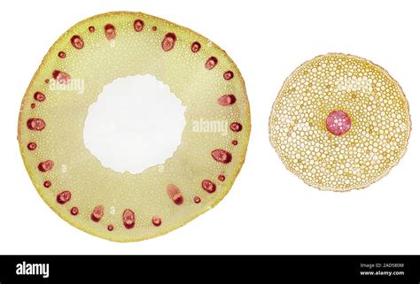 Root Vascular Arrangement Light Micrograph Lm To Compare Sections Of Monocot And Dicot Roots