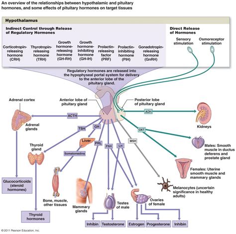 Chart Of Reproductive System Hormones