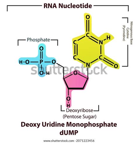 Dump Deoxyuridine Monophosphate Nucleotide Strcuture Building Stock