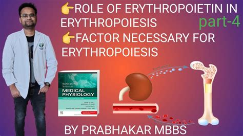 Role Of Erythropoietin In Erythropoiesis Factor Necessary For Erythropoiesis Erythropoietin
