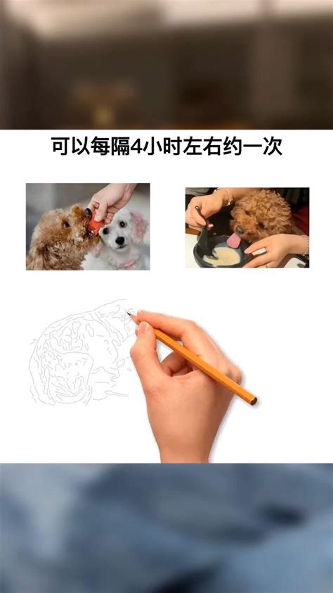 养狗新手必看之狗狗的正确喂食时间， 哔哩哔哩