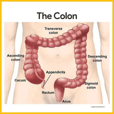 Digestive System Small Intestine