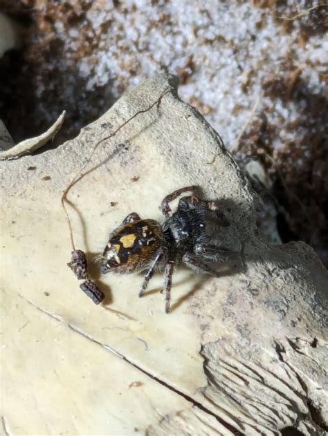 Spider Sex Question Rspiders