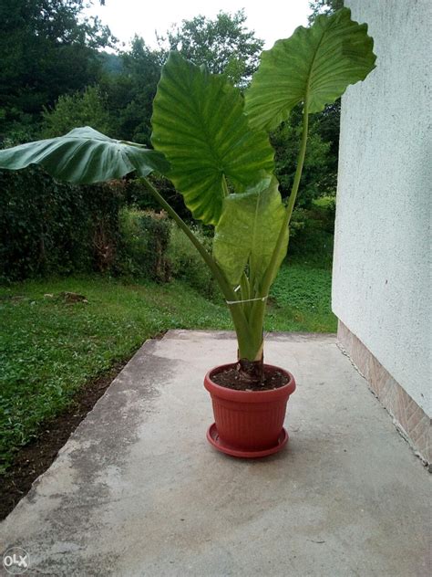 Cvijece Eva Biljke I Cvijeće Olxba