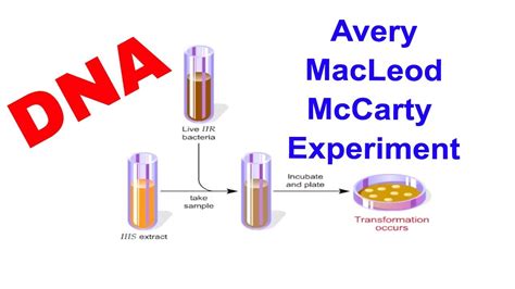 Oswald Avery Colin Macleod And Maclyn Mccarty Visible Proofs Forensic