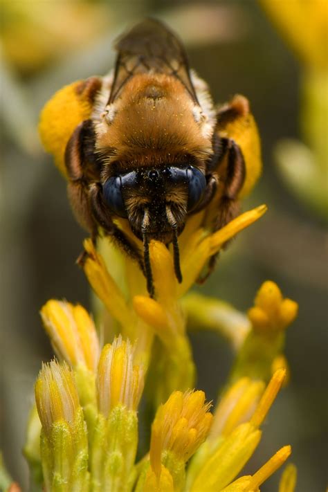 La Artist Finds Meaning Photographing California Native Bees Los Angeles Times