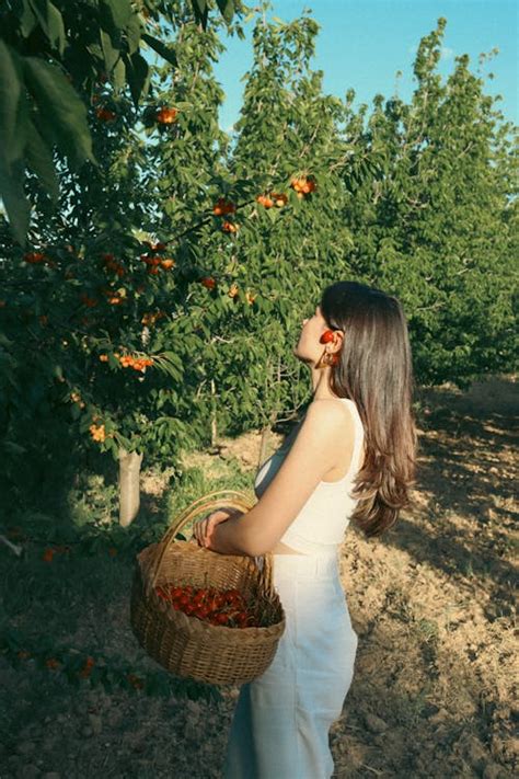 거친 건강한 식생활 경작 계절 과수원 과일 과일 따기 과일 수확 국가 나무 녹지 농사짓는 여자 농업 농작물 농장 농지 농촌의 라이프스타일