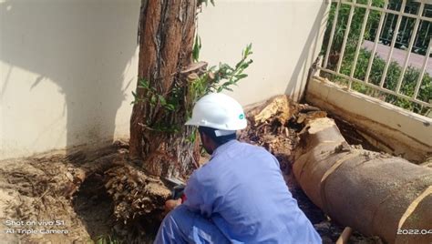 Tree Cutting Service Best Landscaping Company