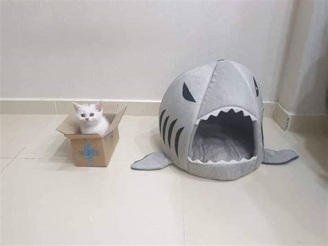 더쿠 집 사줬잖아