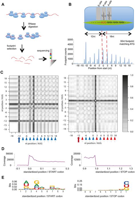 Riboqc Periodicity Metagene And Ligation Analysis A Ribosome Download Scientific Diagram
