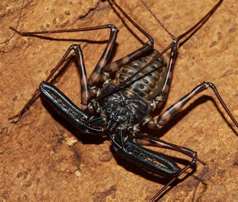 Close Up Of A Spider On A Rock Tree Weta Whip Scorpion Pictures