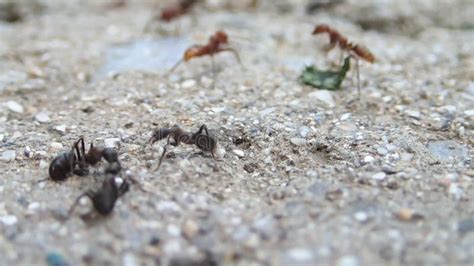 Amazon Ants Fighting With Formica Ants Stock Video Video Of Insects