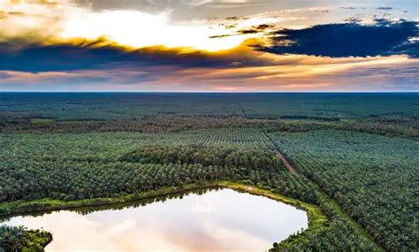 Agro Indomas Group Miliki Lahan Sawit Seluas 26981 Hektar Di Sampit