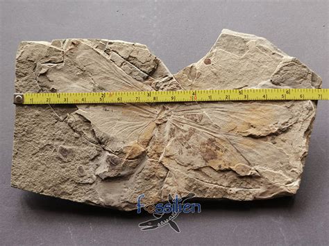 Dragonfly Fossil From Lower Cretaceous Fossilien Company