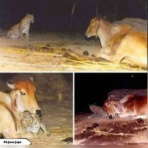 Beka რამდენად რეალურია ეს ისტორია არ ვიცი მაგრამ… როდესაც სიყვარული ორ განსხვავებულ არსებას