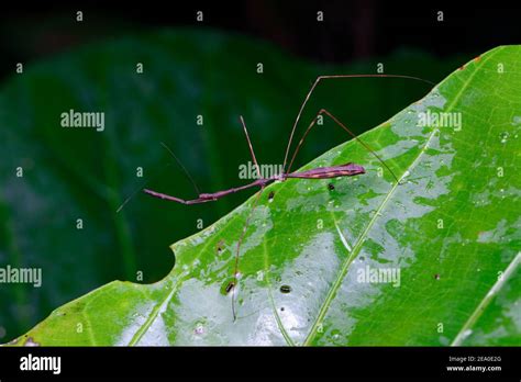 A Thread Legged Assassin Bug Emesaya Brevipennis Hunting On A Leaf